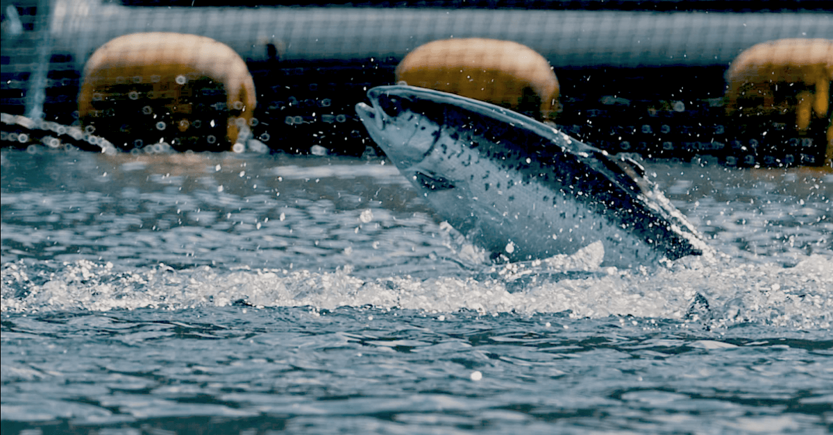 Hiddenfjord Salmon - Raised in the Wild